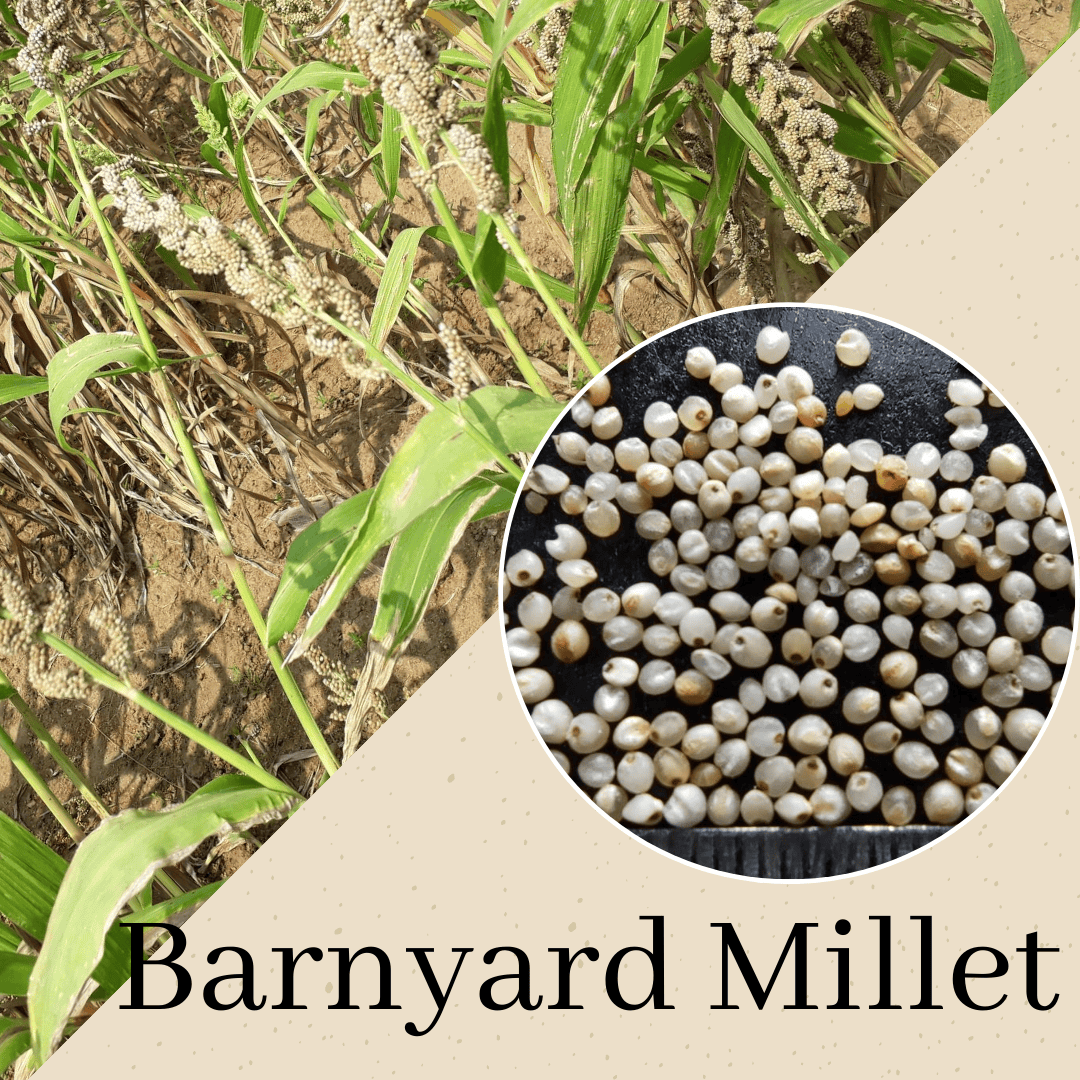 If you Read One Millet Nutrition Facts in 2023: This is the Best One ...