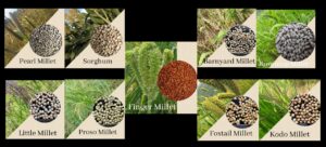Miracle Millets - Introduction and 11 types of Millets
