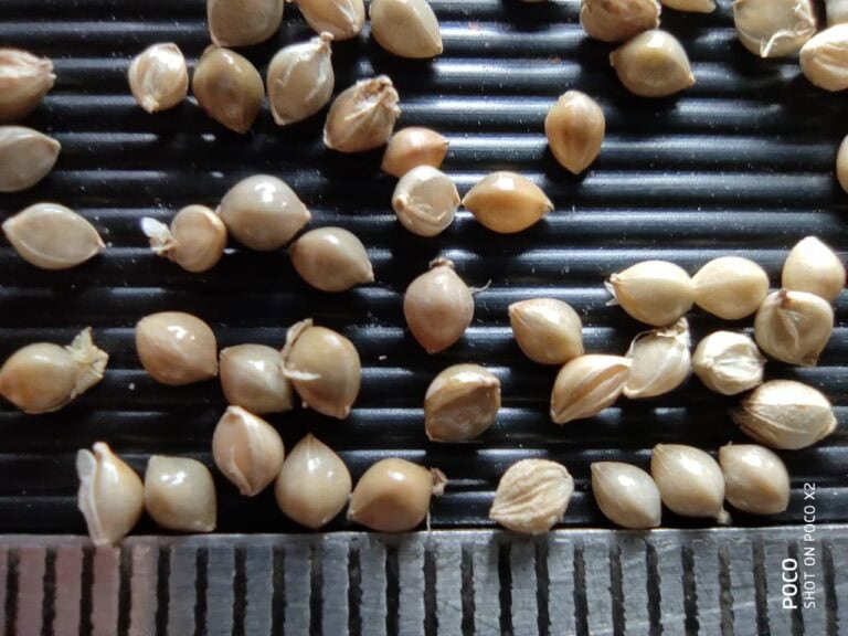 9 Millet Grain Identification in a better way - Millet Advisor