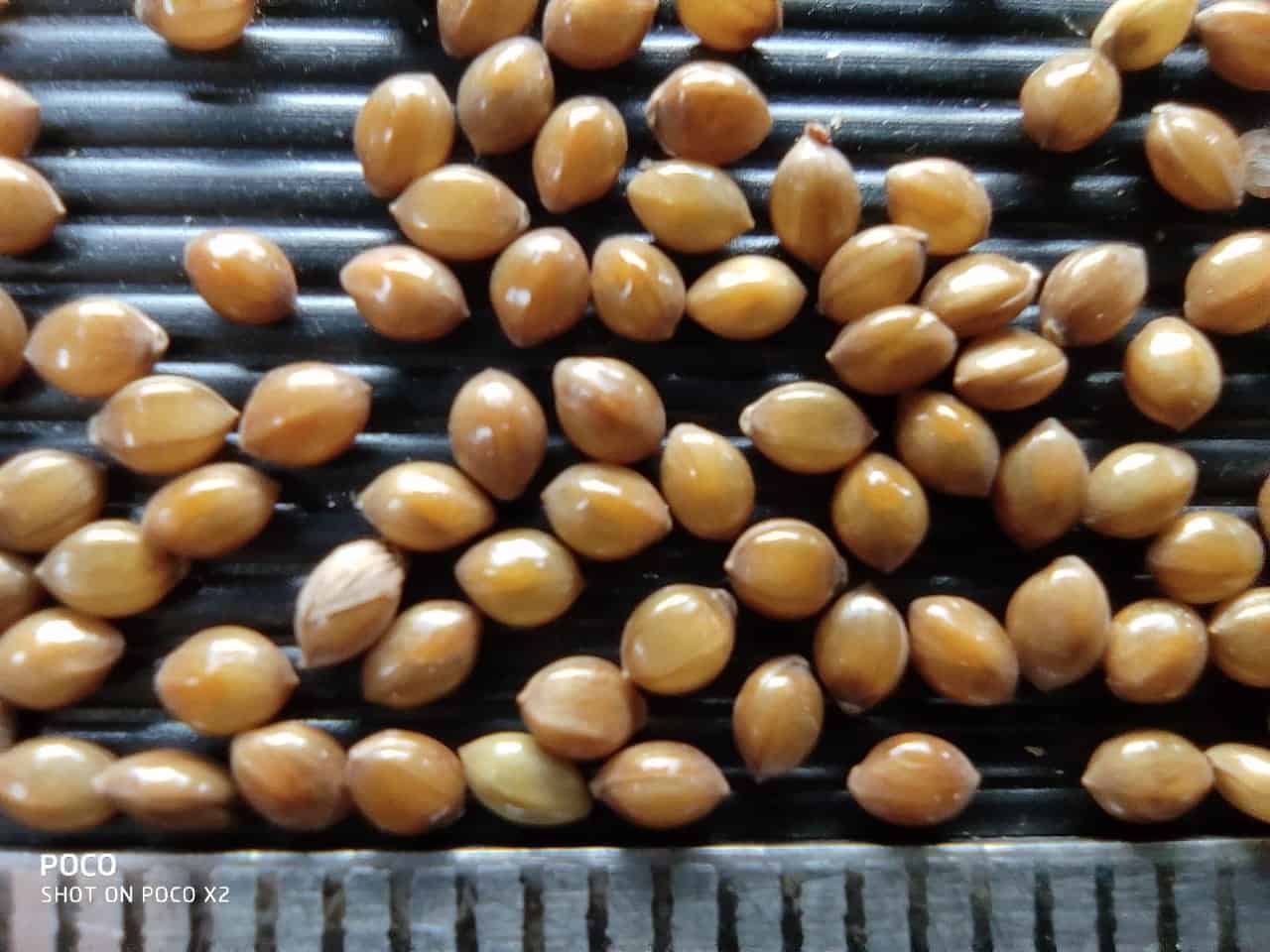 9 Millet Grain Identification in a better way - Millet Advisor