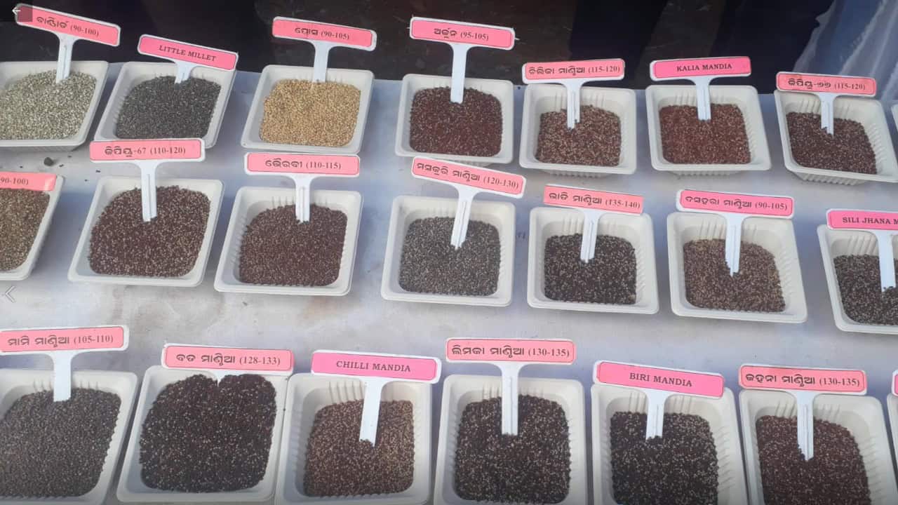 What is Millet and Why the Miracle Grains are grown in Koraput - Millet ...