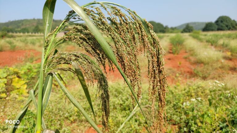 What is Millet and Why the Miracle Grains are grown in Koraput - Millet ...