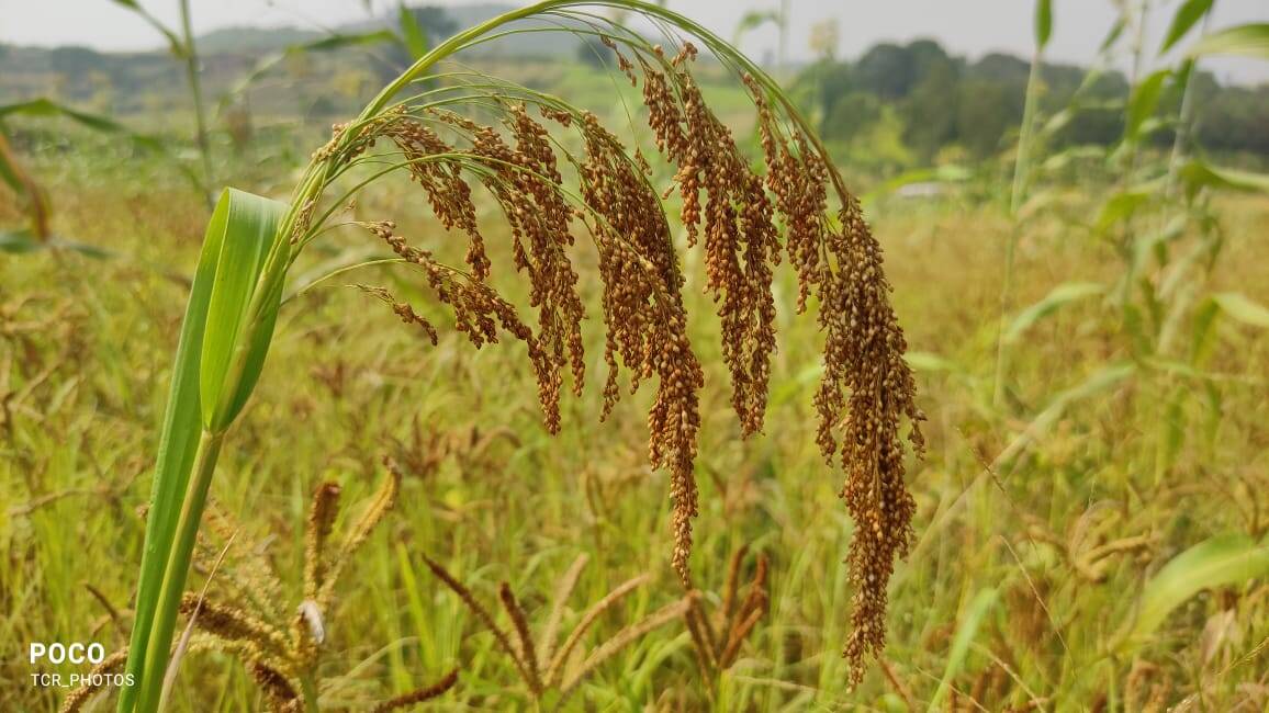Role of Miracle Millets in Restoration of Ecosystem on World ...
