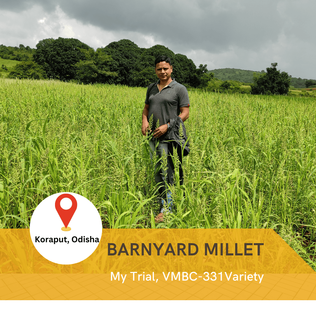 Types of Millets: A Comprehensive Guide to the 9 Different Varieties of Millets - Millet Advisor