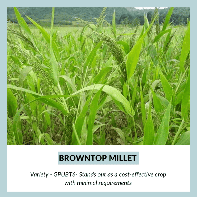 Types of Millets: A Comprehensive Guide to the 9 Different Varieties of ...