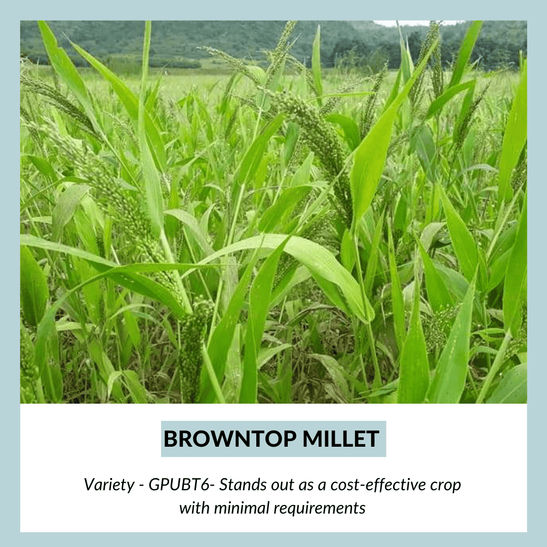 Types of Millets: A Comprehensive Guide to the 9 Different Varieties of ...