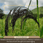 Types of Millets: A Comprehensive Guide to the 9 Different Varieties of ...