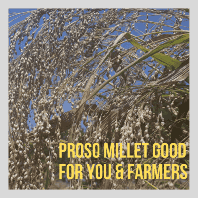 Types of Millets: A Comprehensive Guide to the 9 Different Varieties of ...