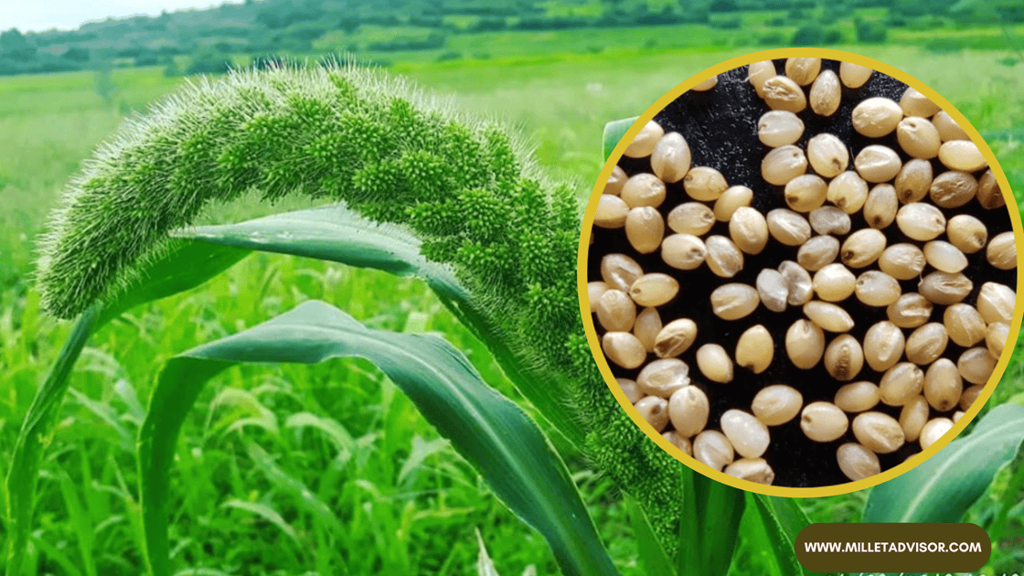 Glycemic Index of Millets: A Gateway to Healthier Blood Sugar Levels in ...