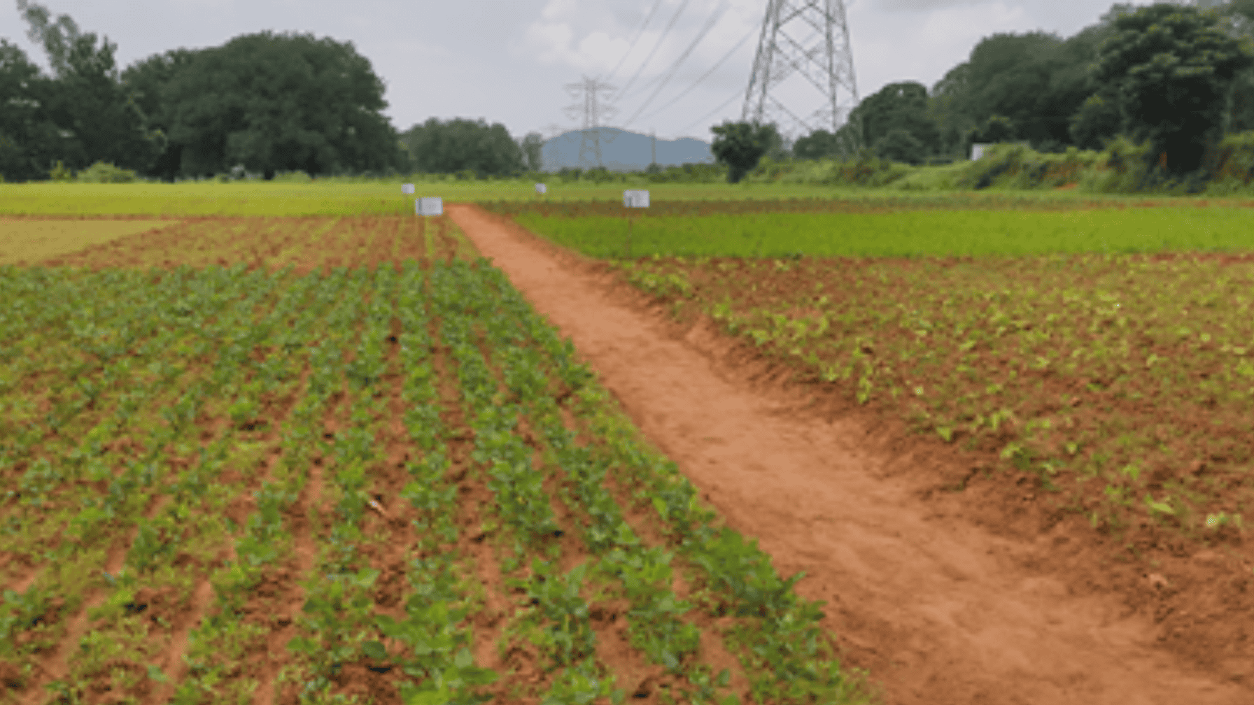 Shree Anna Abhiyan in Koraput: Empowering Communities through Millets ...