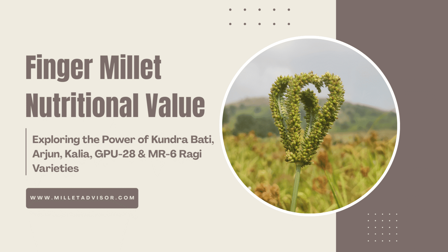 Finger Millet Nutritional Value: Exploring the Power of Kundra Bati ...